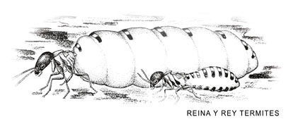 Reproducción de las termitas